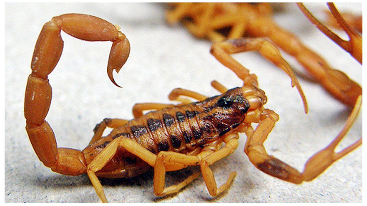 El alacrán más peligroso volvió a matar en Salta | Alacrán