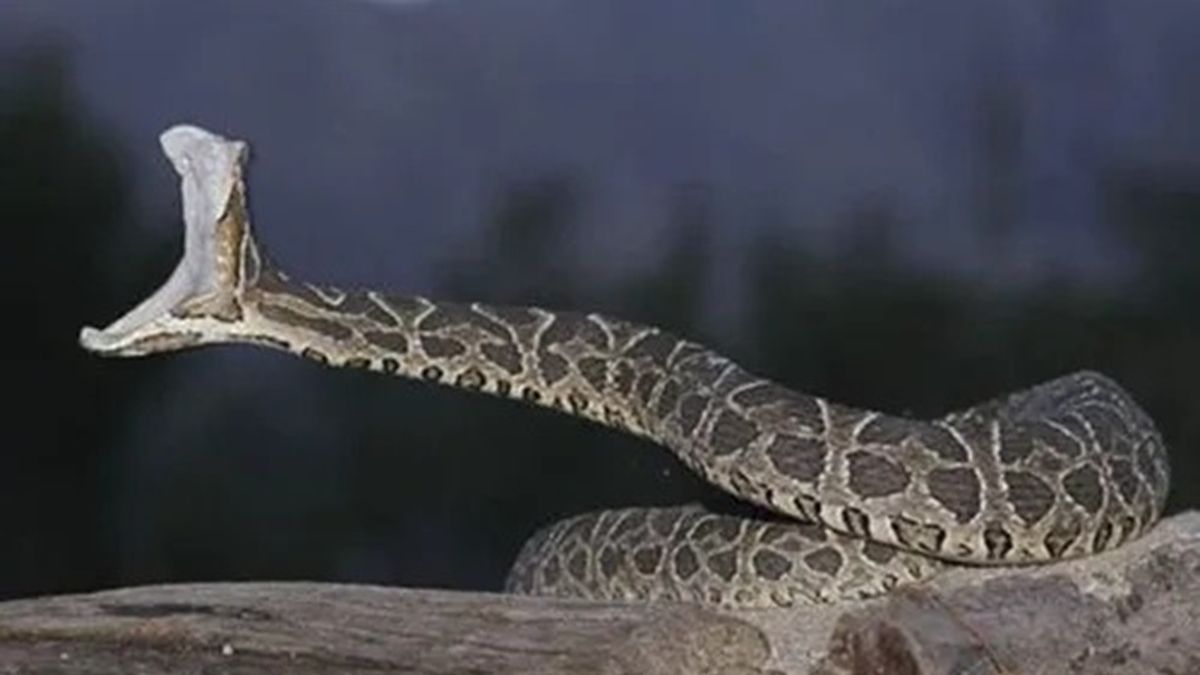 Internaron a un joven por una presunta picadura de yarará en General Roca