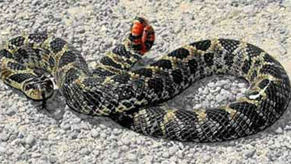 Una yarará mordió a un nene y está internado en una clínica de Roca