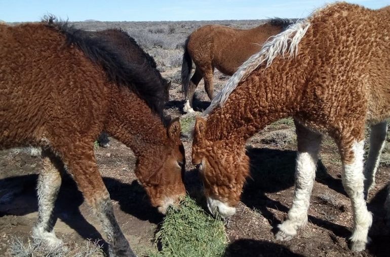 Los misteriosos caballos con rulos que crían en el sur rionegrino