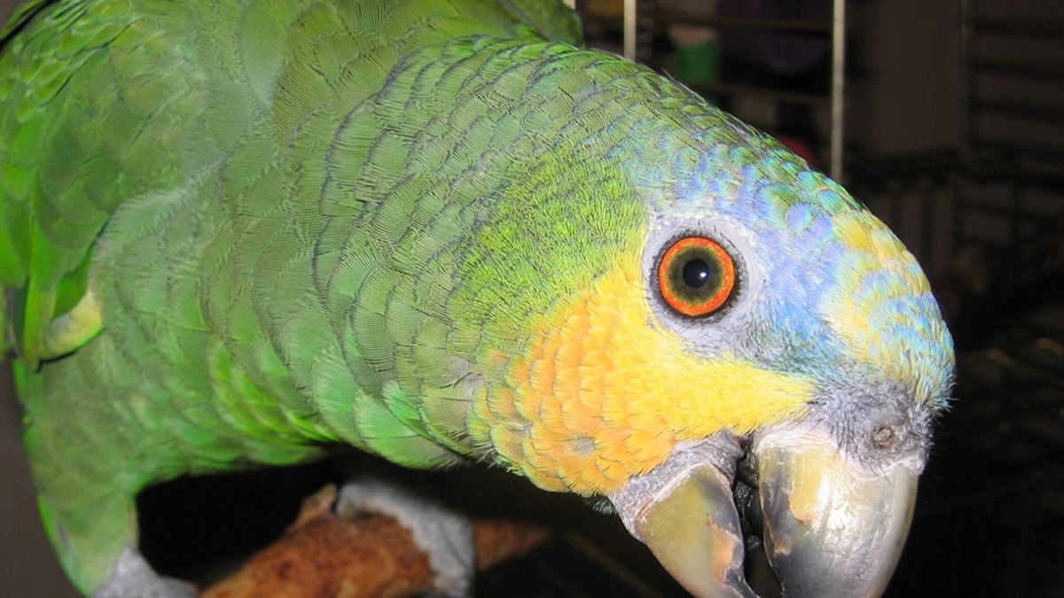 Apareció Pedro, el loro que revolucionó Cipolletti