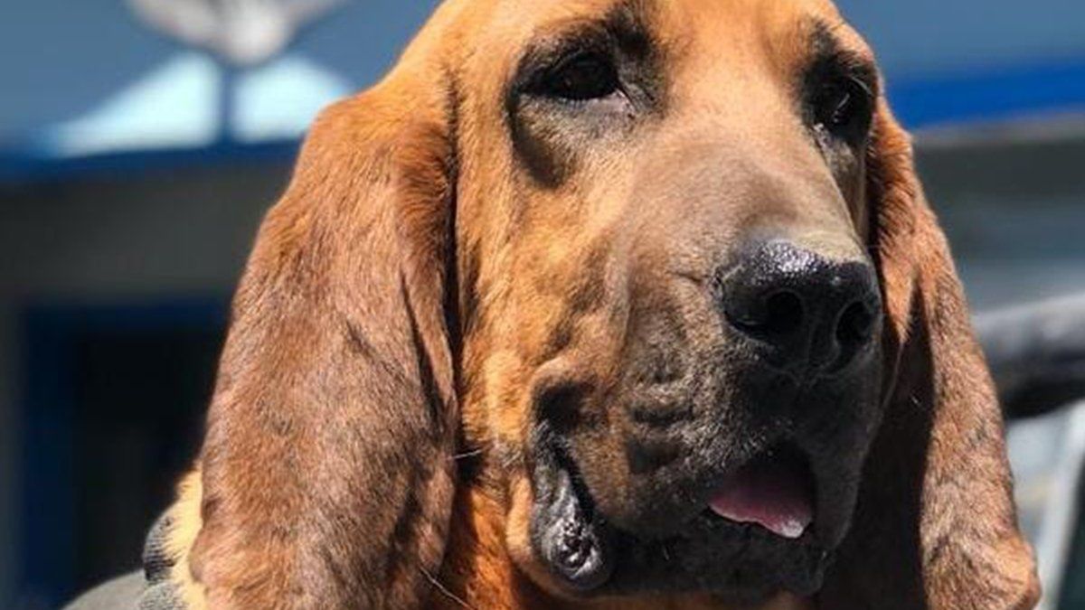 Draco, el perro que fue clave para encontrar a una joven desaparecida