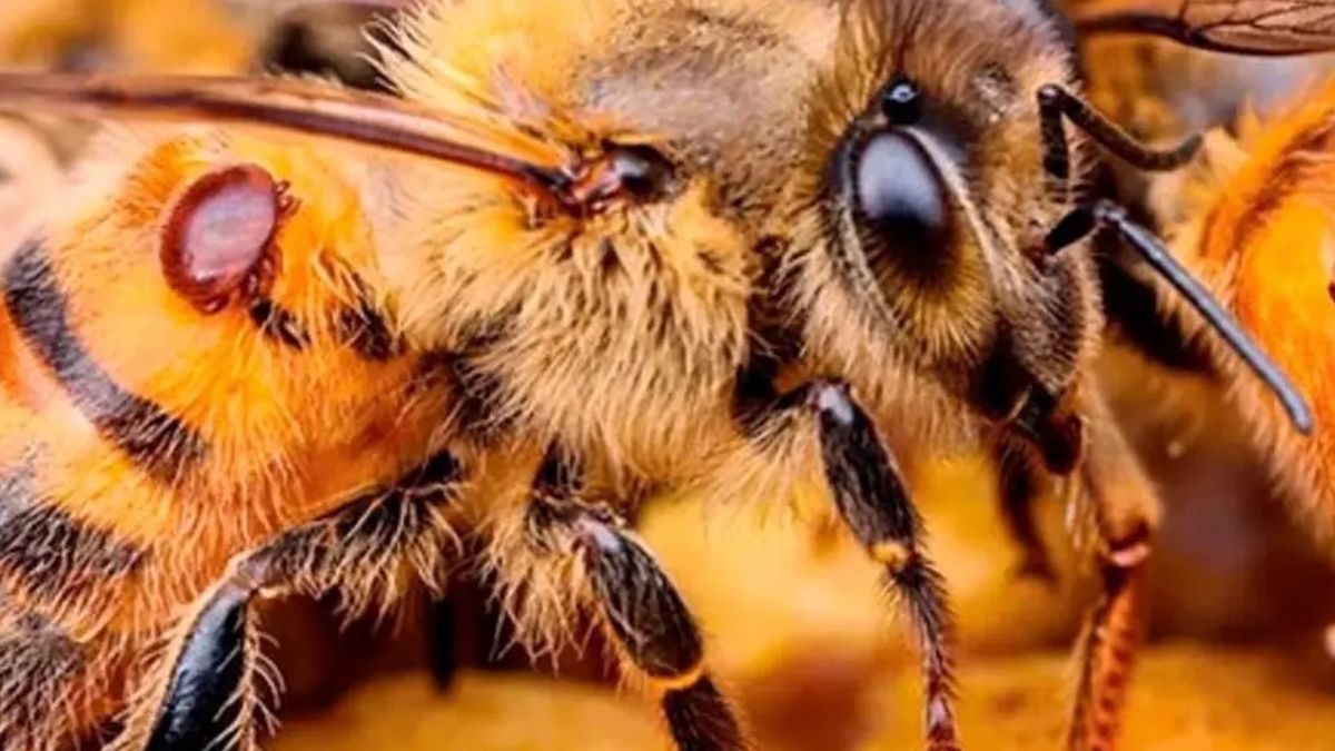 La Provincia impulsa una campaña para combatir la varroa