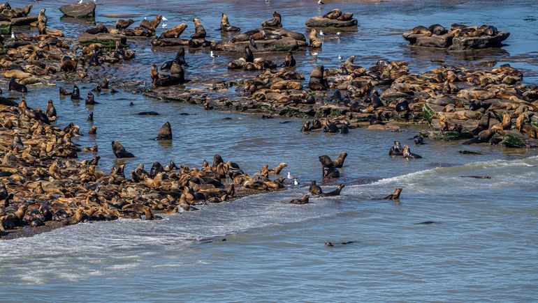 Punta Bermeja: por qué los lobos marinos son clave para el Golfo San Matías