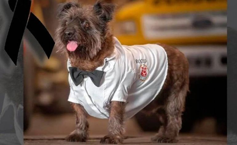 Bomberos despiden con dolor a Rocco, el perro héroe del cuartel