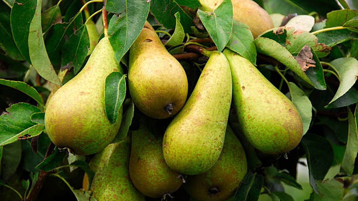 Europa estima caída de hasta 9% en la cosecha de pera