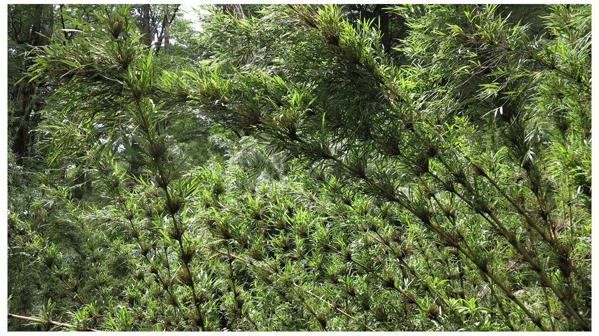 La caña Colihue, la razón por la que florece el hantavirus