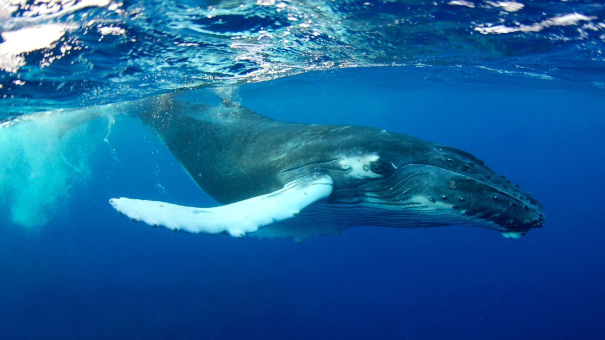 Emotivo hallazgo: graban a ballena amamantando a su cría