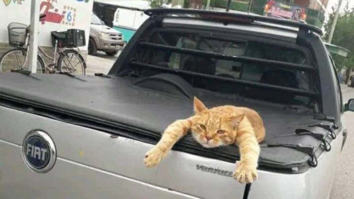 La sorprendente historia de Polo, el gato sensible y travieso al que ...