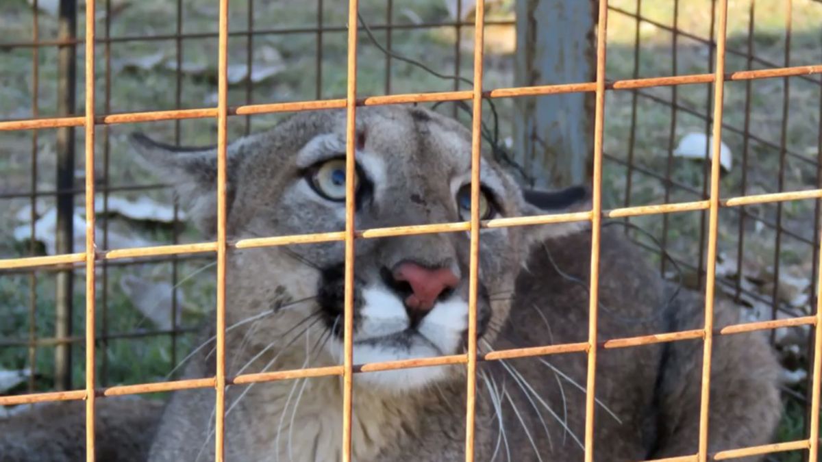 Liberaron a una puma que había sido hallado por un productor rionegrino