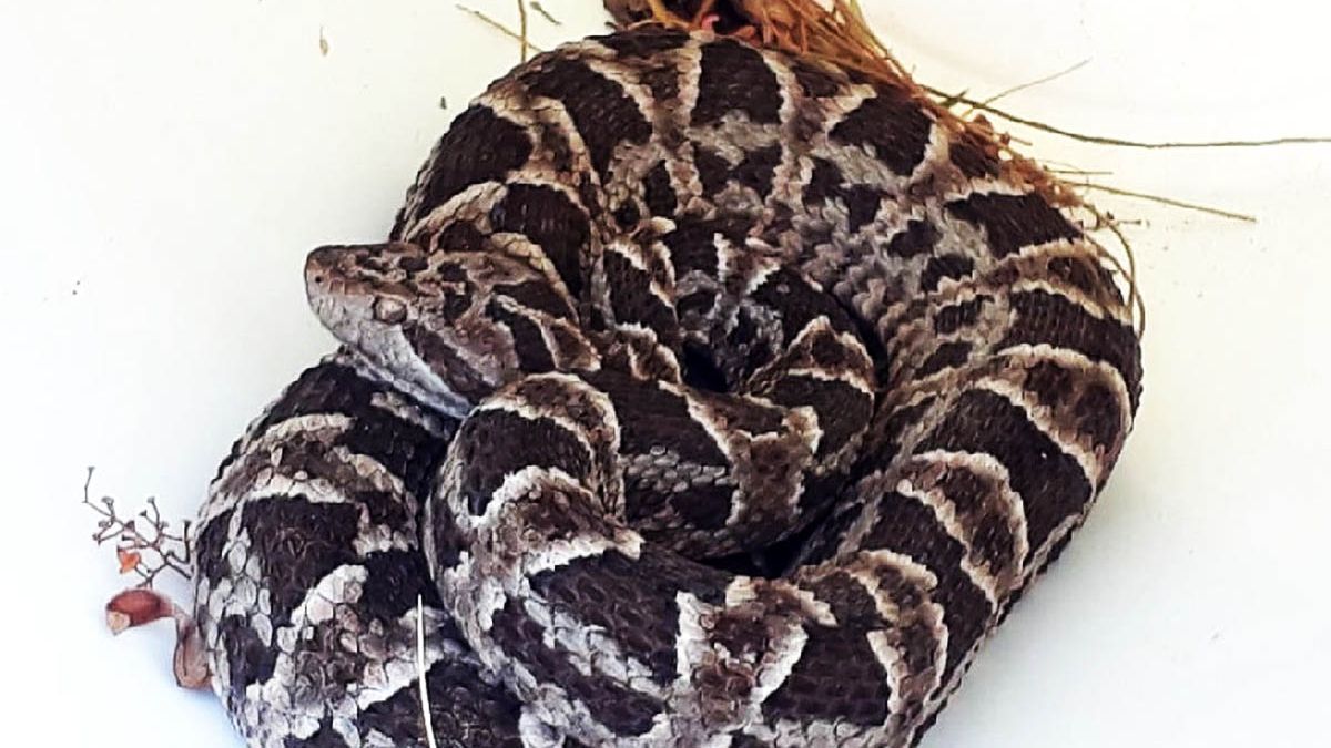 Apareció una yarará en una casa del Pellegrini