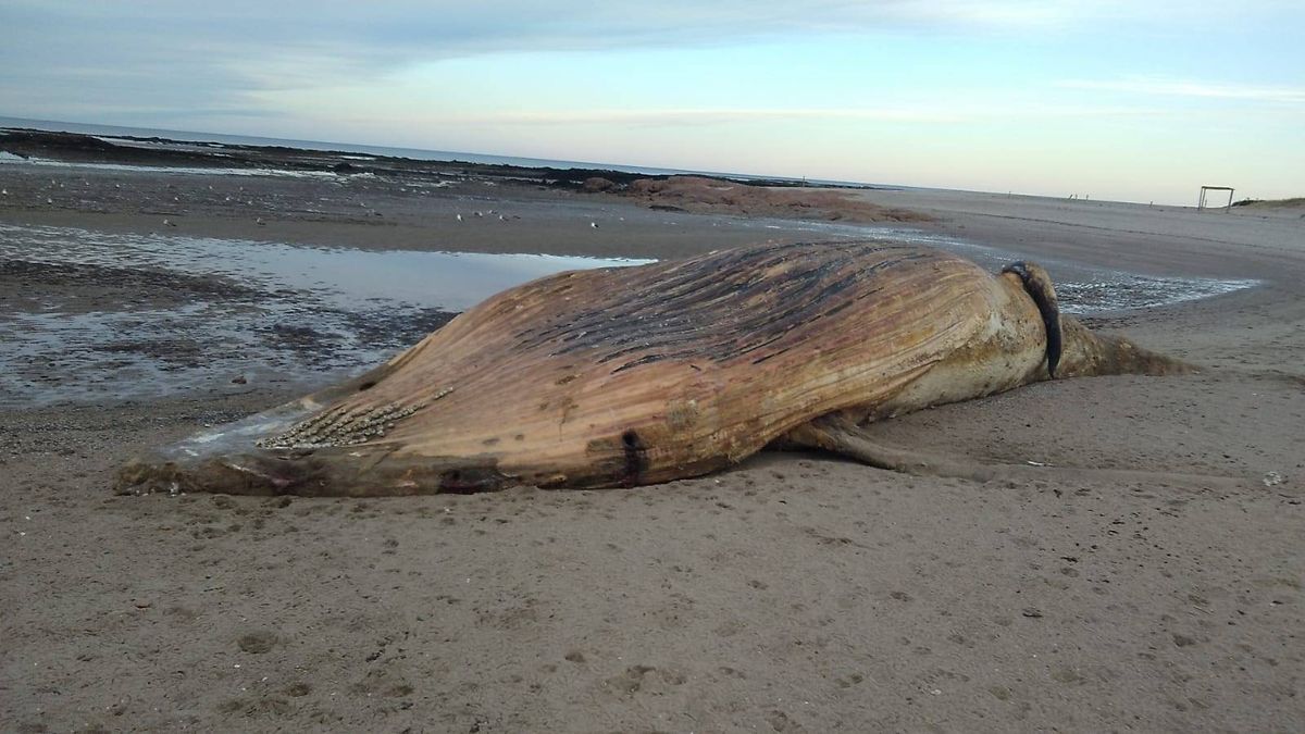 Analizan enterrar la ballena que apareció muerta en Las Grutas