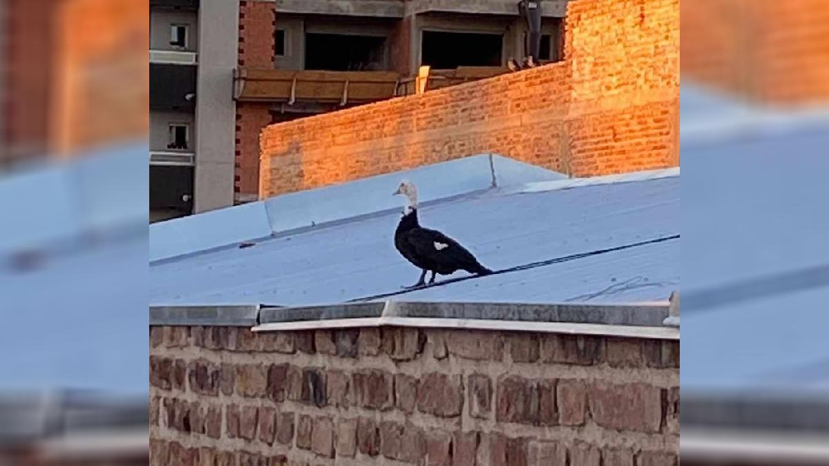 Buscan por toda la ciudad a una pata que no se deja agarrar: temen que ...