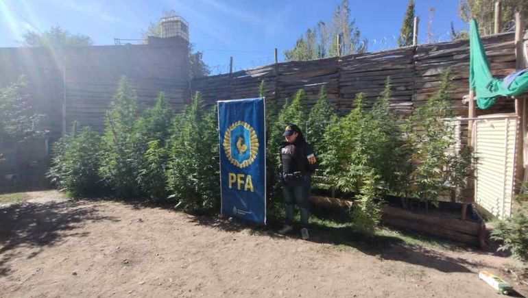 Desmantelaron huerta de marihuana en una chacra de Oro