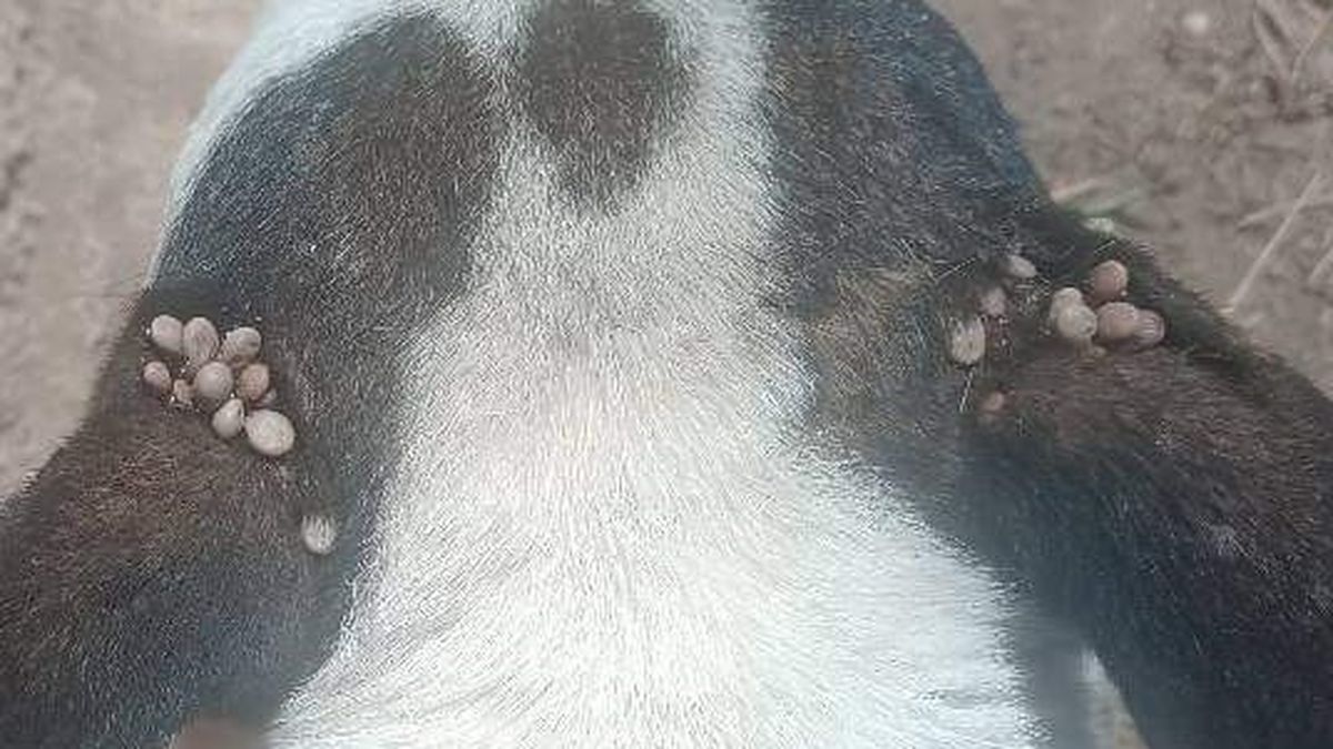 Proliferan las garrapatas en la toma de las vías de Ferri