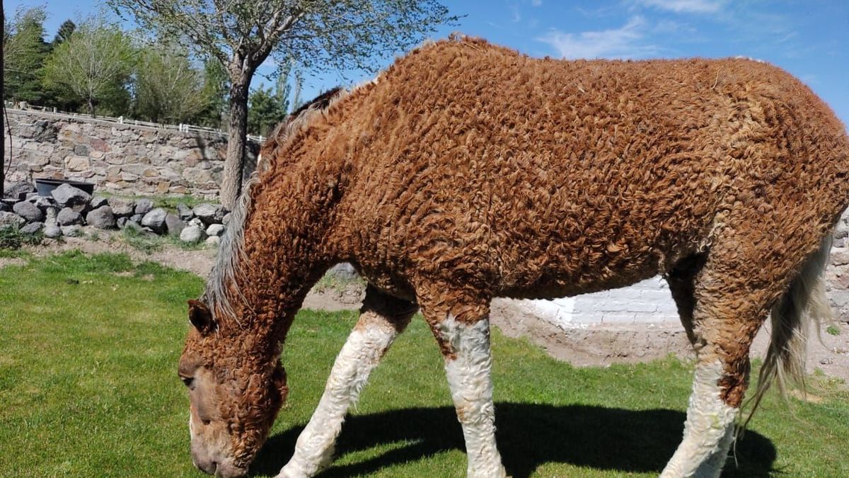 Los misteriosos caballos con rulos que crían en el sur rionegrino