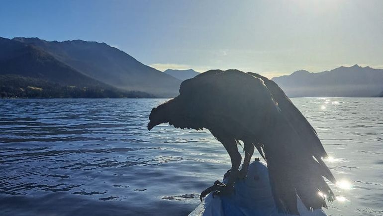 Emocionante rescate de un cóndor que cayó en el lago Traful