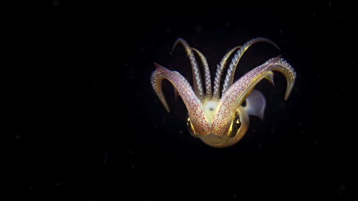 Un chipirón del golfo San Matías llega a Buenos Aires