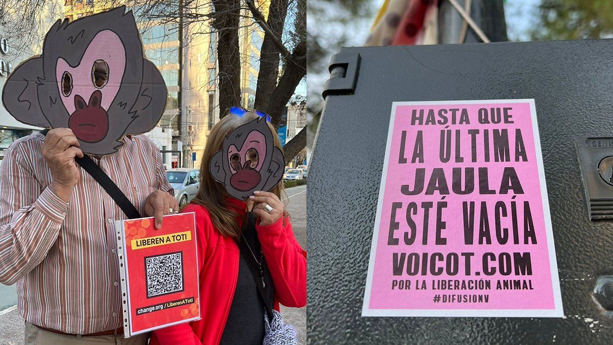 Toti cumplió 32 años: una vida de soledad y en cautiverio