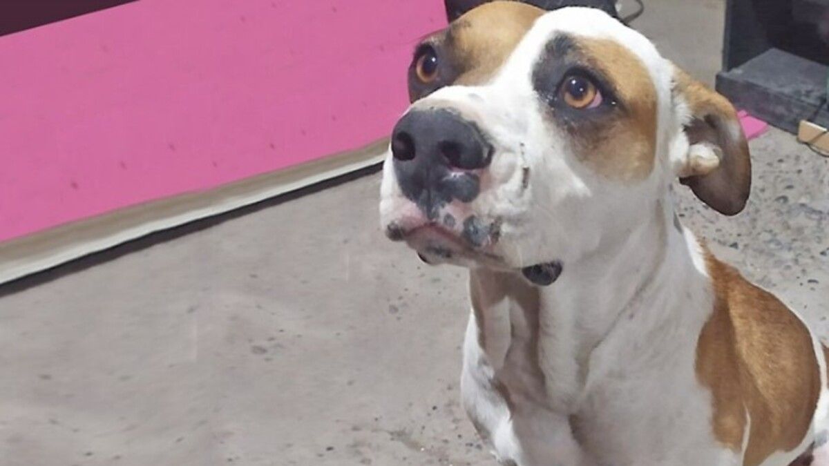 Conmoción por un asesino de perros: dicen que ya mató entre 20 y 30