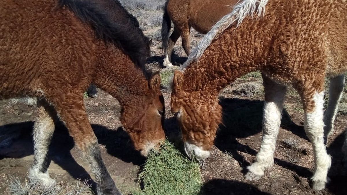 Los caballos con rulos rionegrinos estarán en La Rural de Buenos Aires