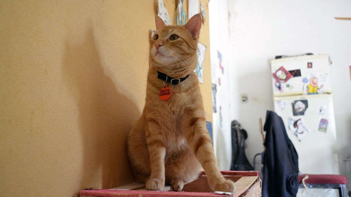 Cipoleños armaron una red solidaria para encontrar a Colito