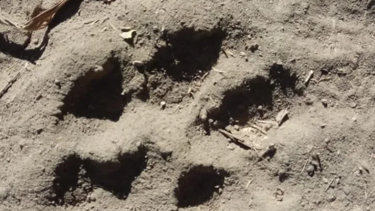 ¿Y el puma? Reabrió el área protegida de la Península Hiroki