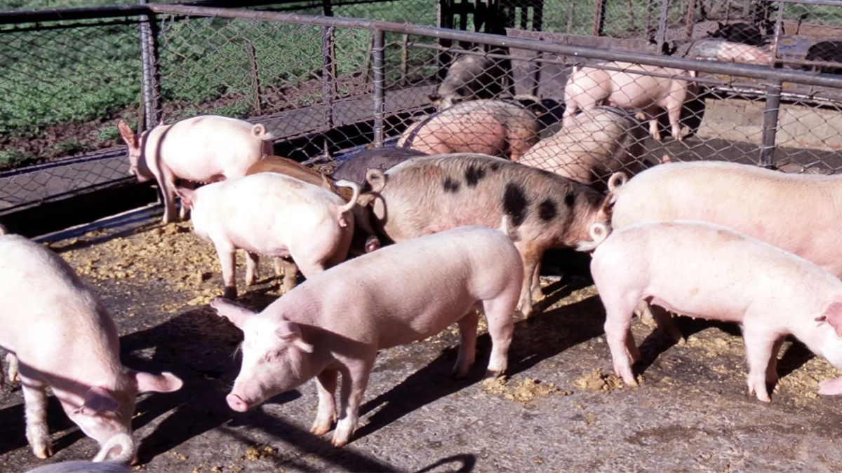 Producción continúa trabajando para mejorar la genética porcina
