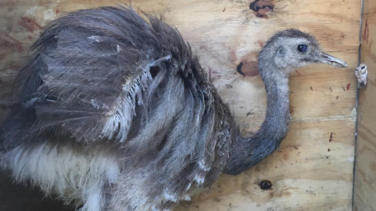 Fauna rescató a un choique que tenían de mascota