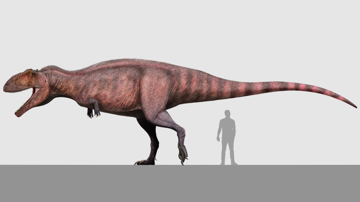 Hallaron fósiles del enorme dinosaurio carnívoro Taurovenator violantei