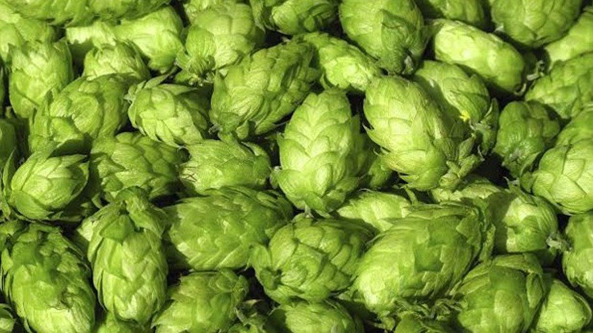 Quilmes proyecta invertir US$ 3,5 millones en Río Negro para producir ...