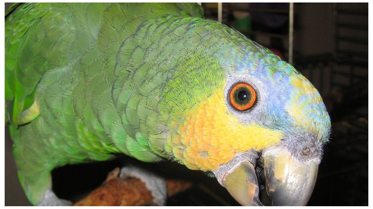 ¿Dónde está el loro Pedro?