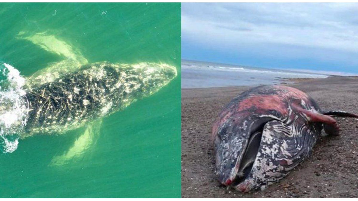 La ballena muerta es la que observaron días atrás en Las Grutas