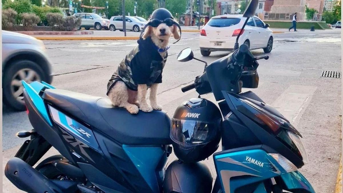Pietro, el perrito motoquero del Valle que es furor en redes