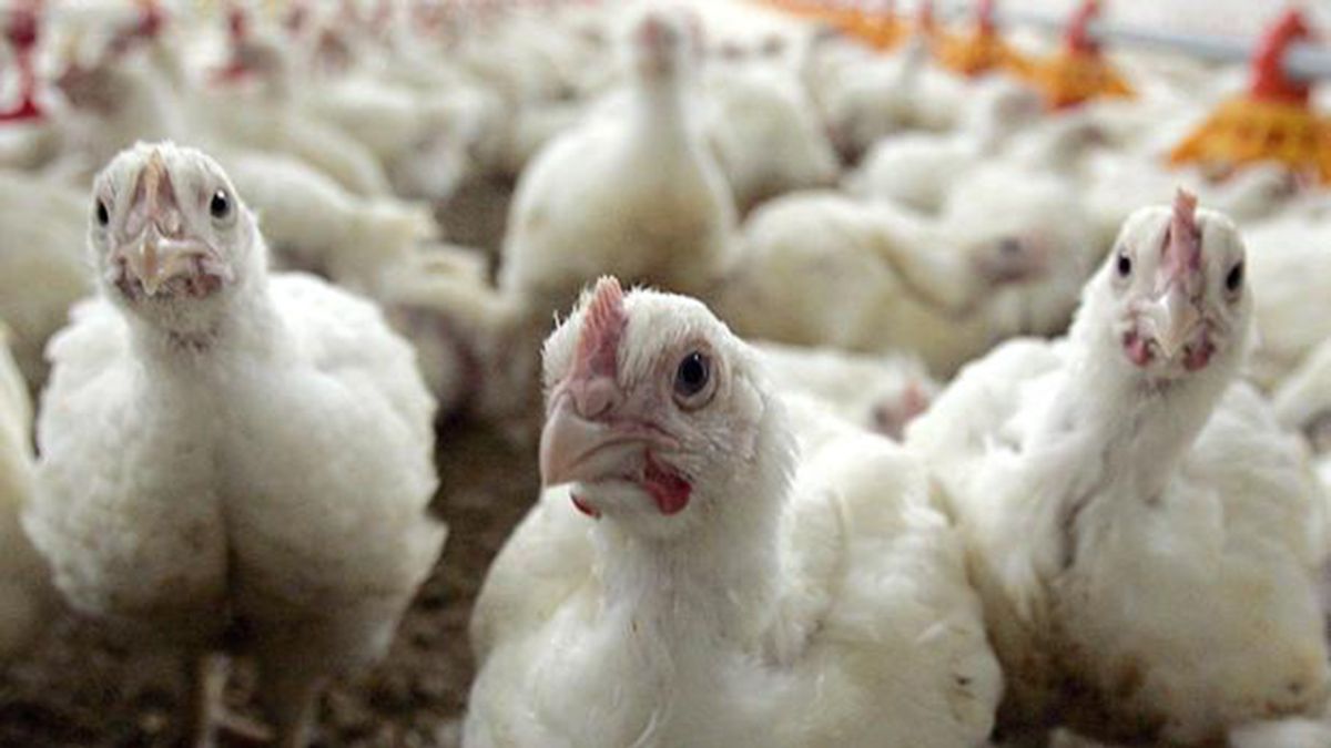 Fueron a robar pollos y los atraparon: zafaron con una donación a un ONG